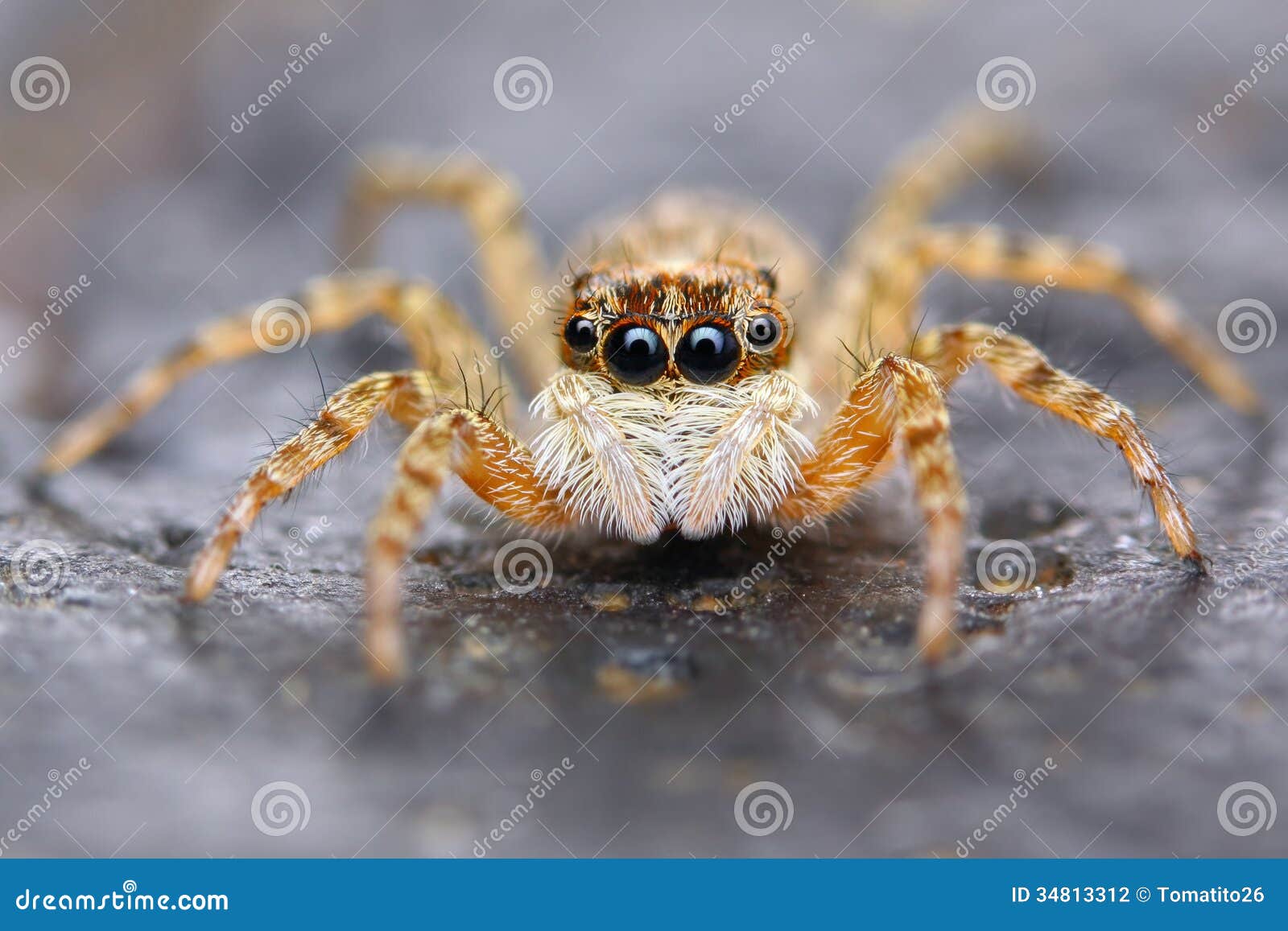 Little Spanish Jumping Spider Stock Photo - Image of fear, outdoor ...