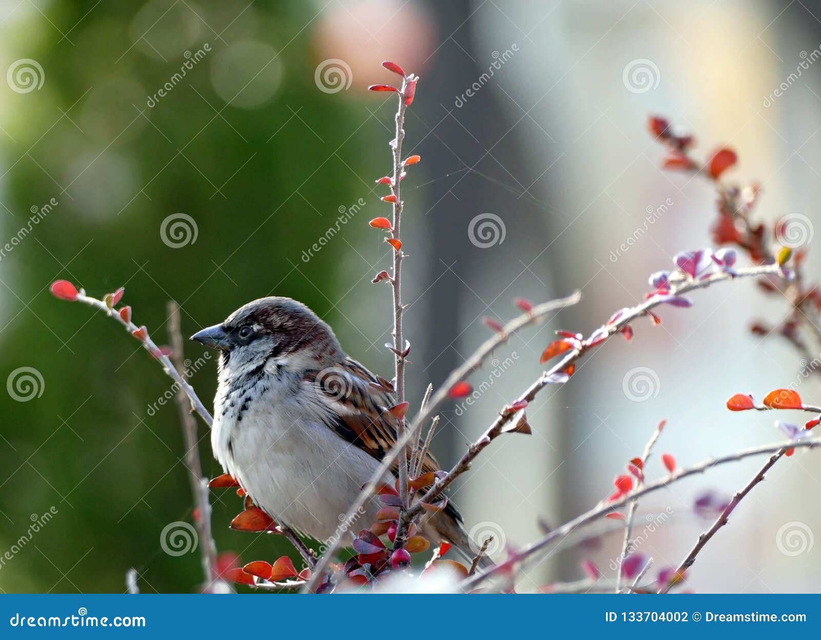 Little Sparrow in Beautiful Bush Stock Photo - Image of little ...