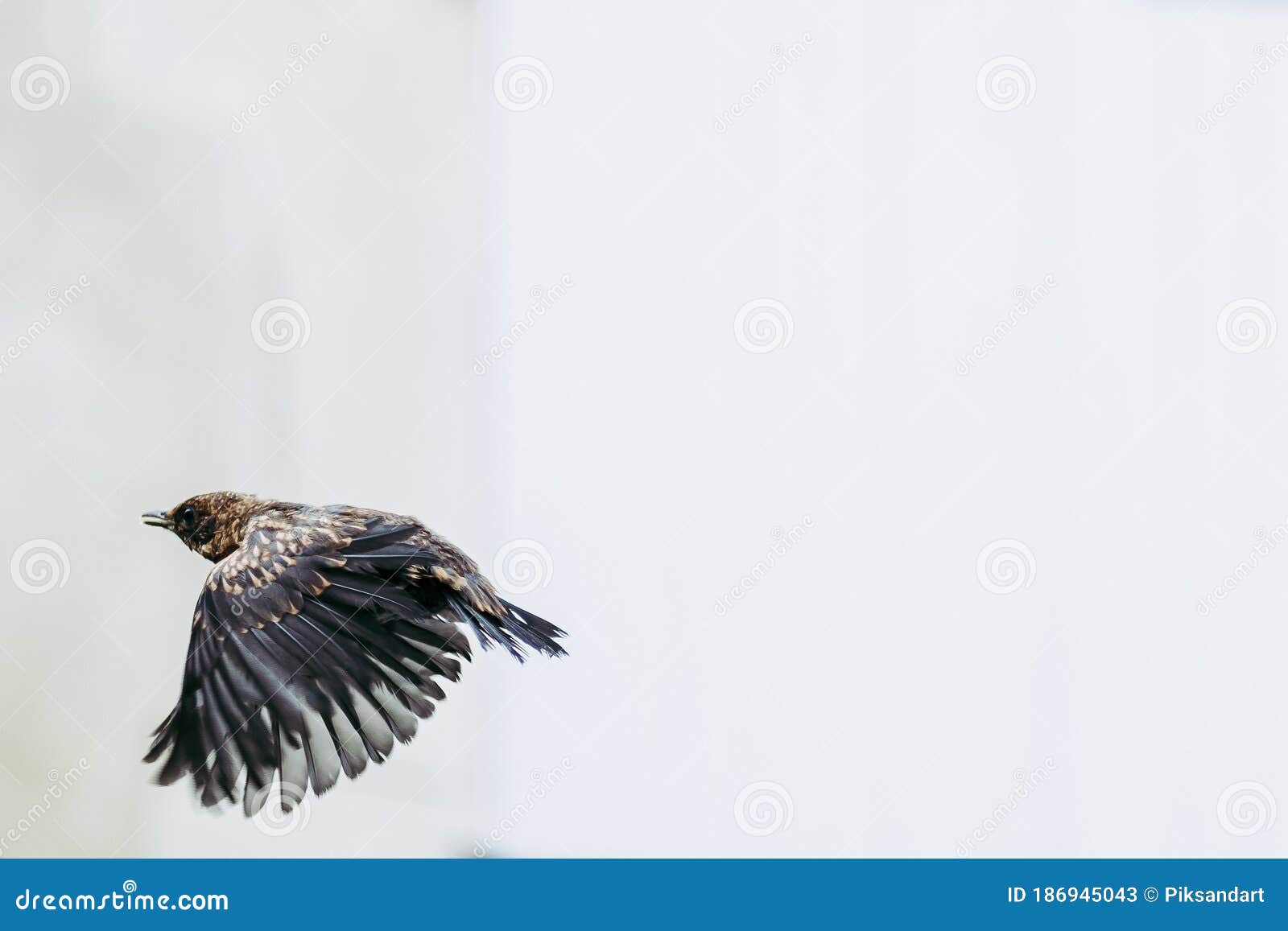 Little bird in flight stock image. Image of natural - 186945043