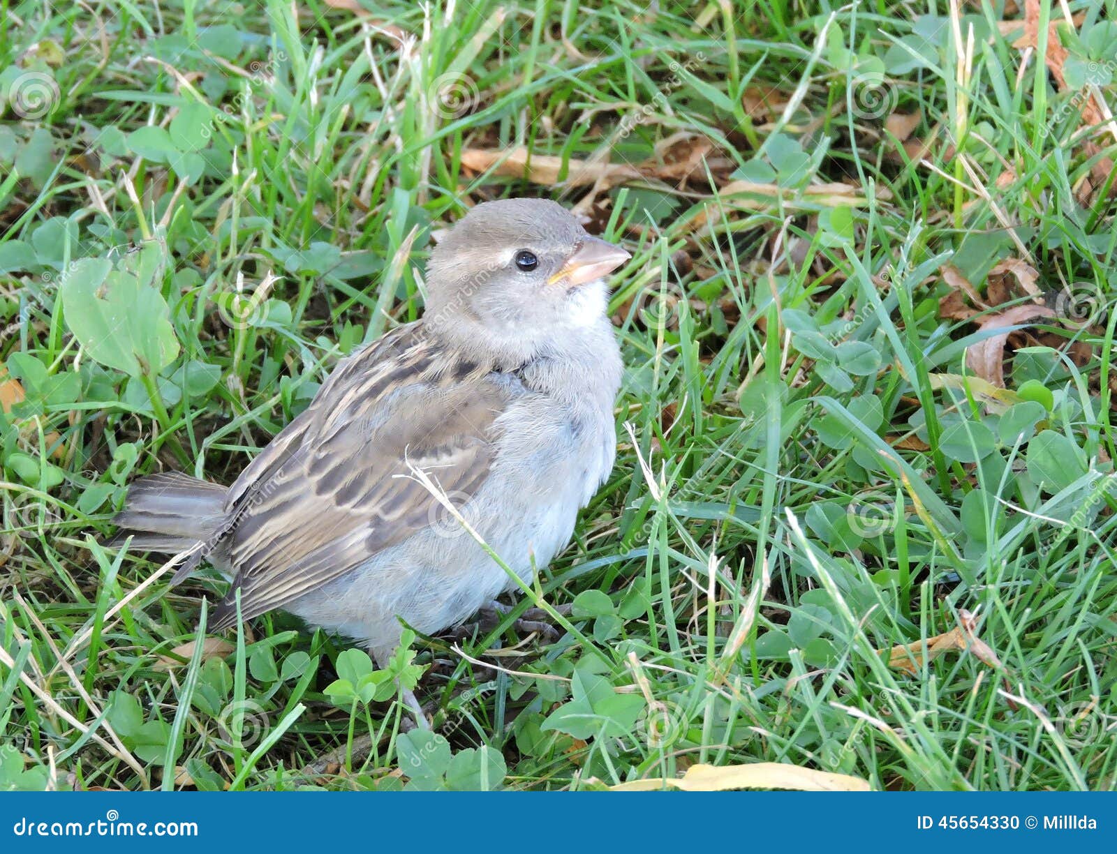 Little sparrow bird stock photo. Image of wild, grey - 45654330