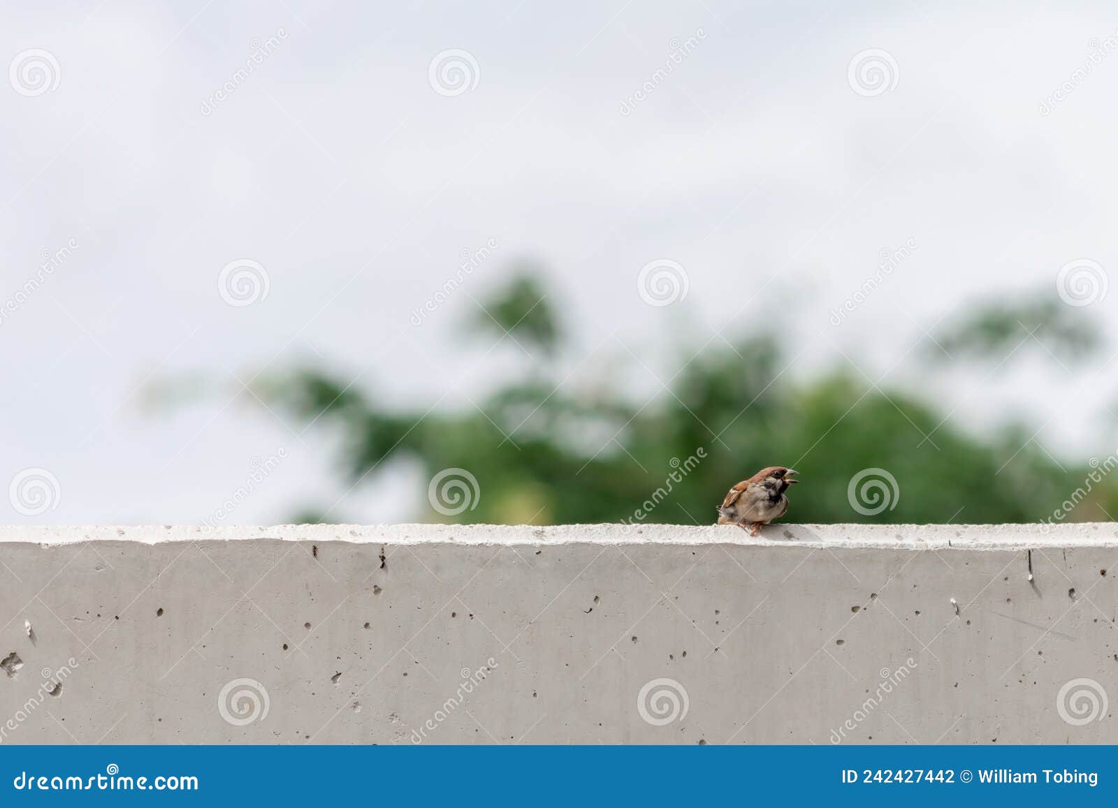 Little Sparrow Bird Rest on White Wall Stock Photo - Image of wall ...