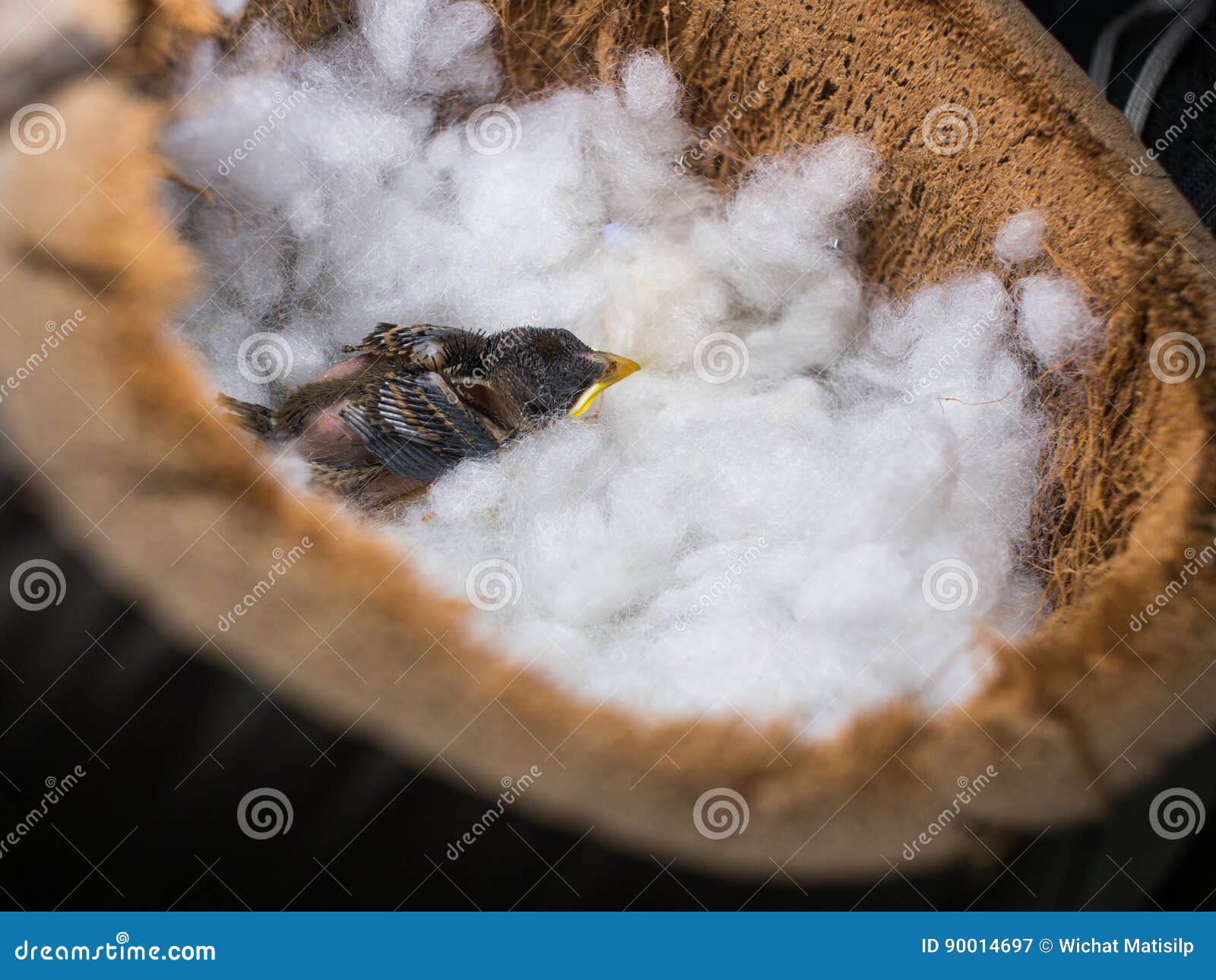 Little Sparrow Lying in a Coconut Shell Stock Image - Image of abstract ...