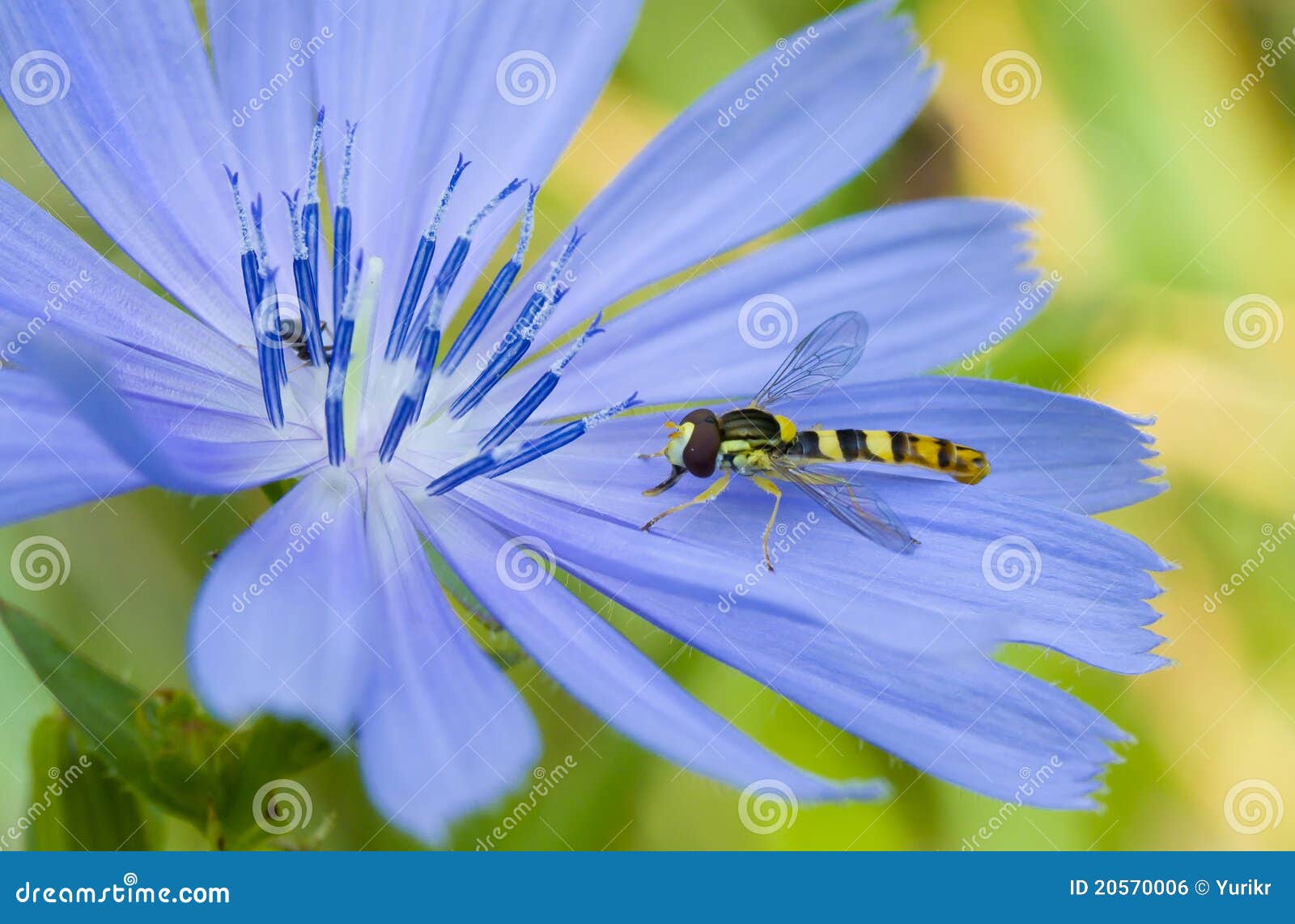 Little species of wasp stock photo. Image of blossom - 20570006