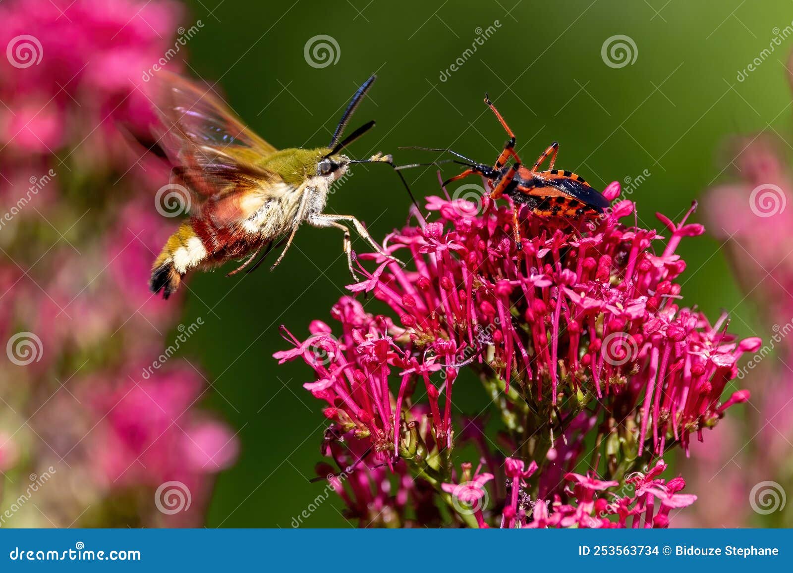 Ash Sphinx Moth Royalty-Free Stock Photography | CartoonDealer.com ...
