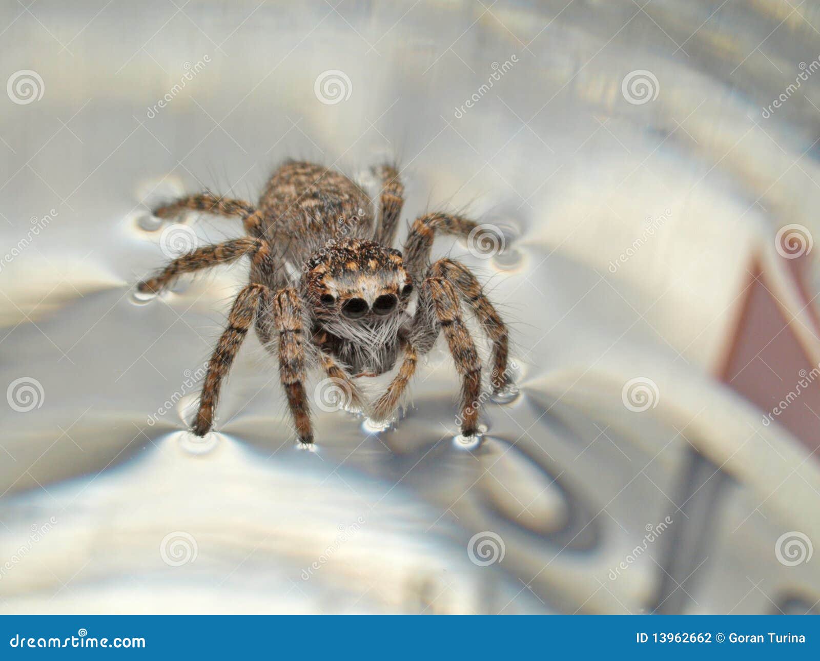Little spider stock photo. Image of water, surface, piture - 13962662