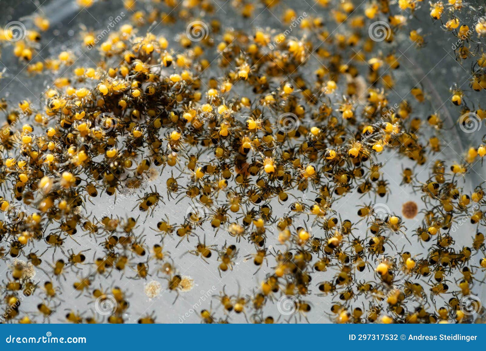 Little spider babies stock photo. Image of arachnid - 297317532