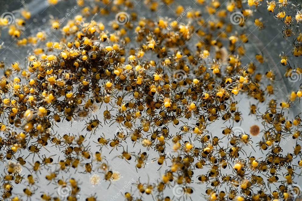 Little spider babies stock photo. Image of arachnid - 297317532