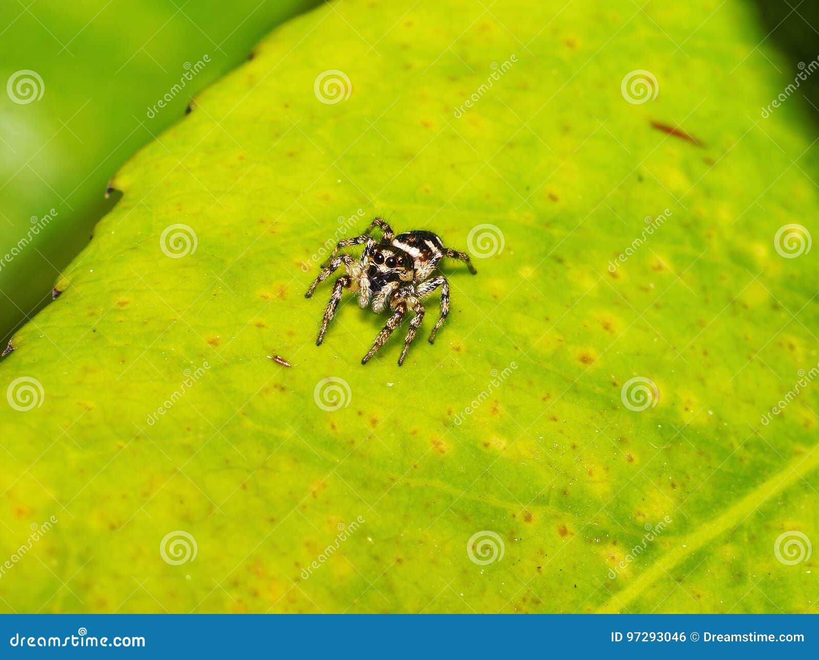 Little spider stock photo. Image of black, leaf, cute - 97293046