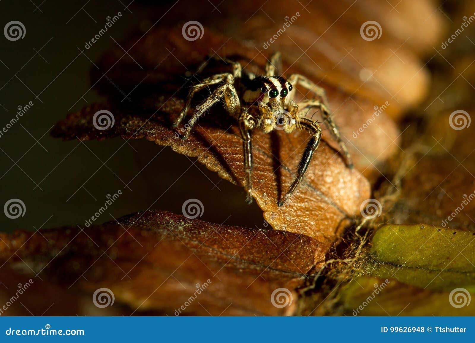 The little spider stock photo. Image of fauna, spider - 99626948