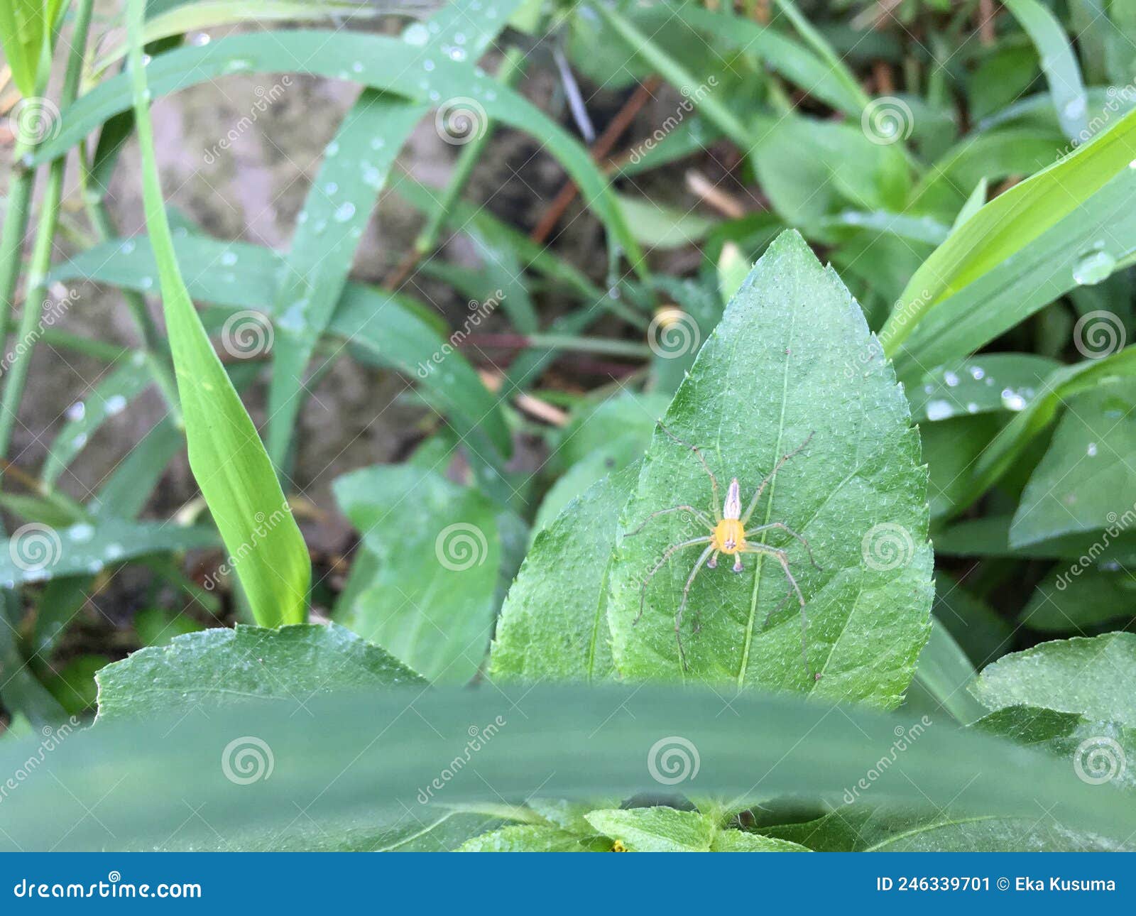 Little spider stock image. Image of animals, droplet - 246339701