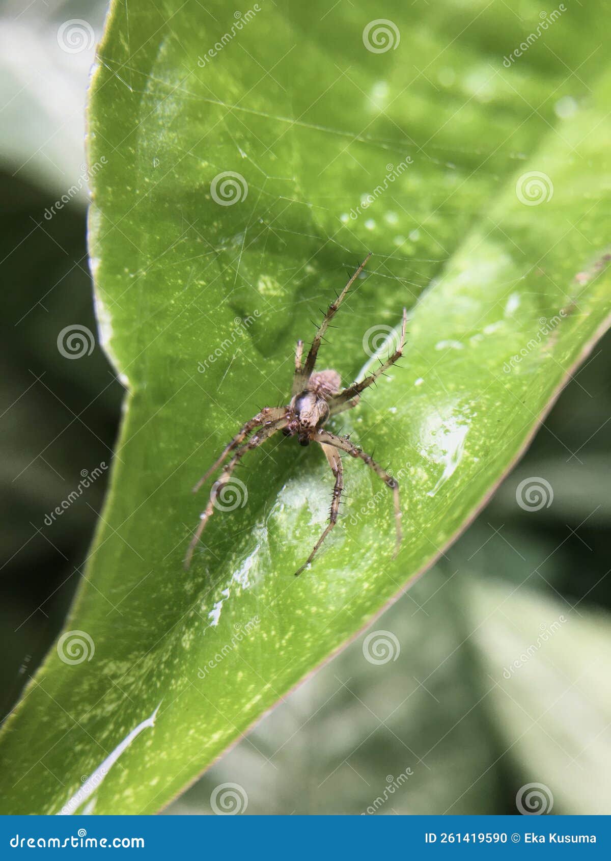 Spider stock photo. Image of macro, leaf, closeup, natural - 261419590