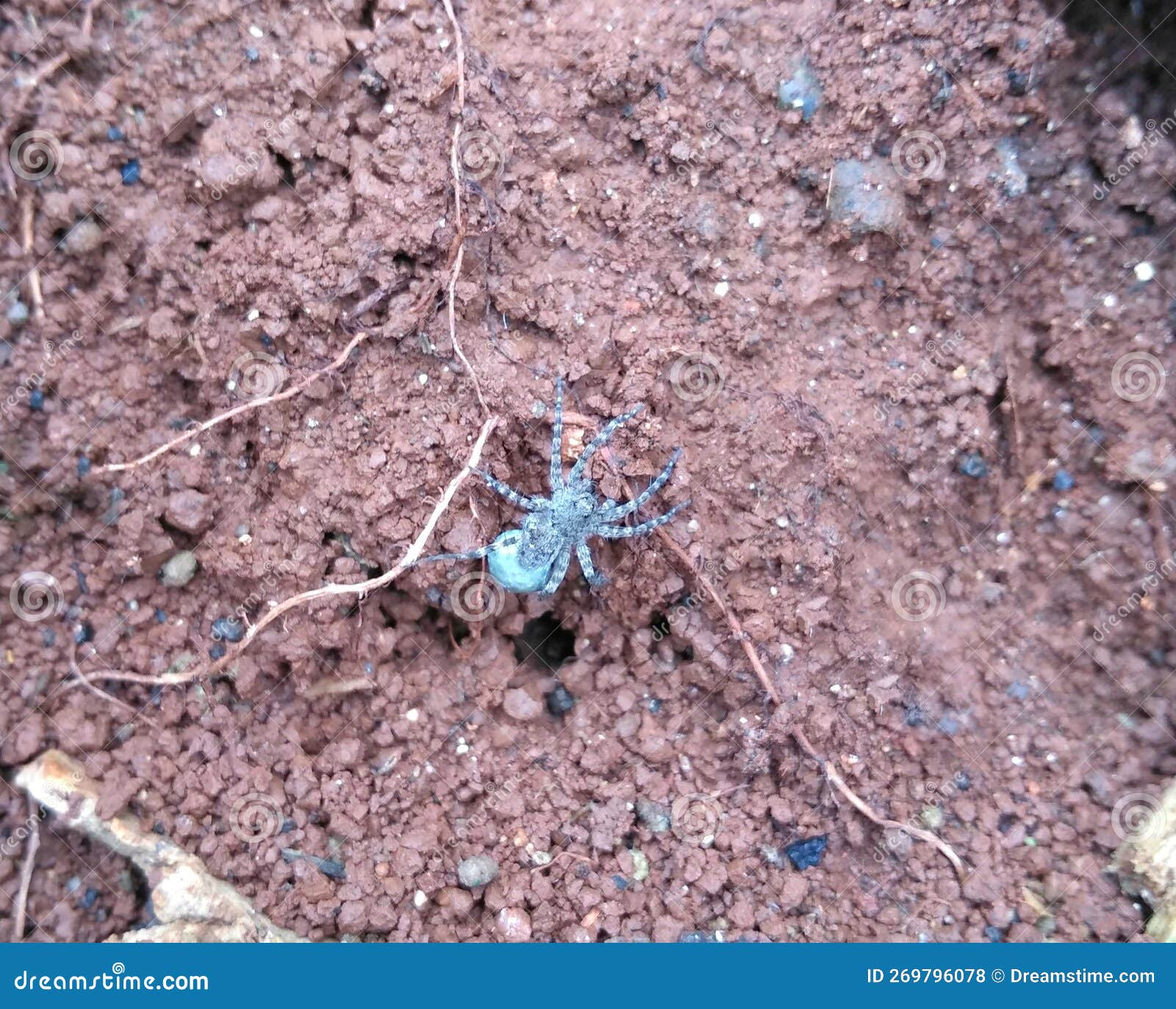 Little Spider on the Ground Stock Photo - Image of spider, animal ...