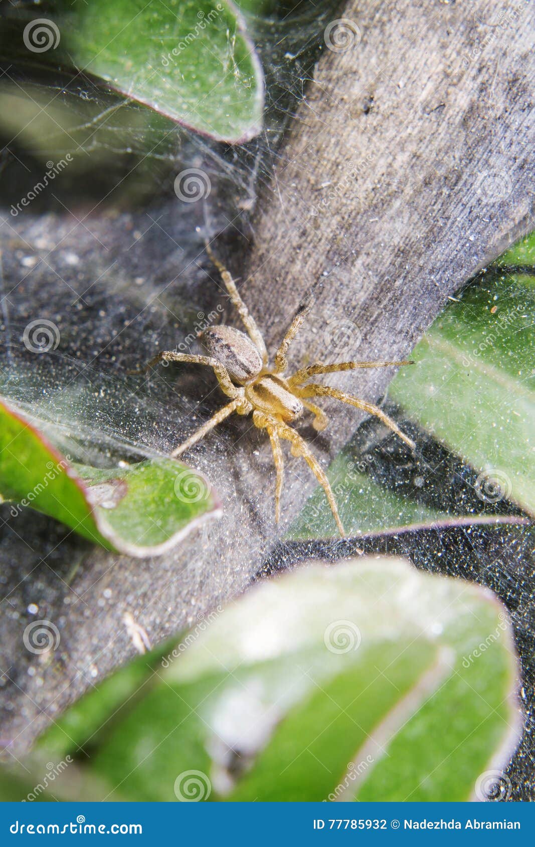 Little Spider is in the His Cobweb. Stock Photo - Image of pitfall ...