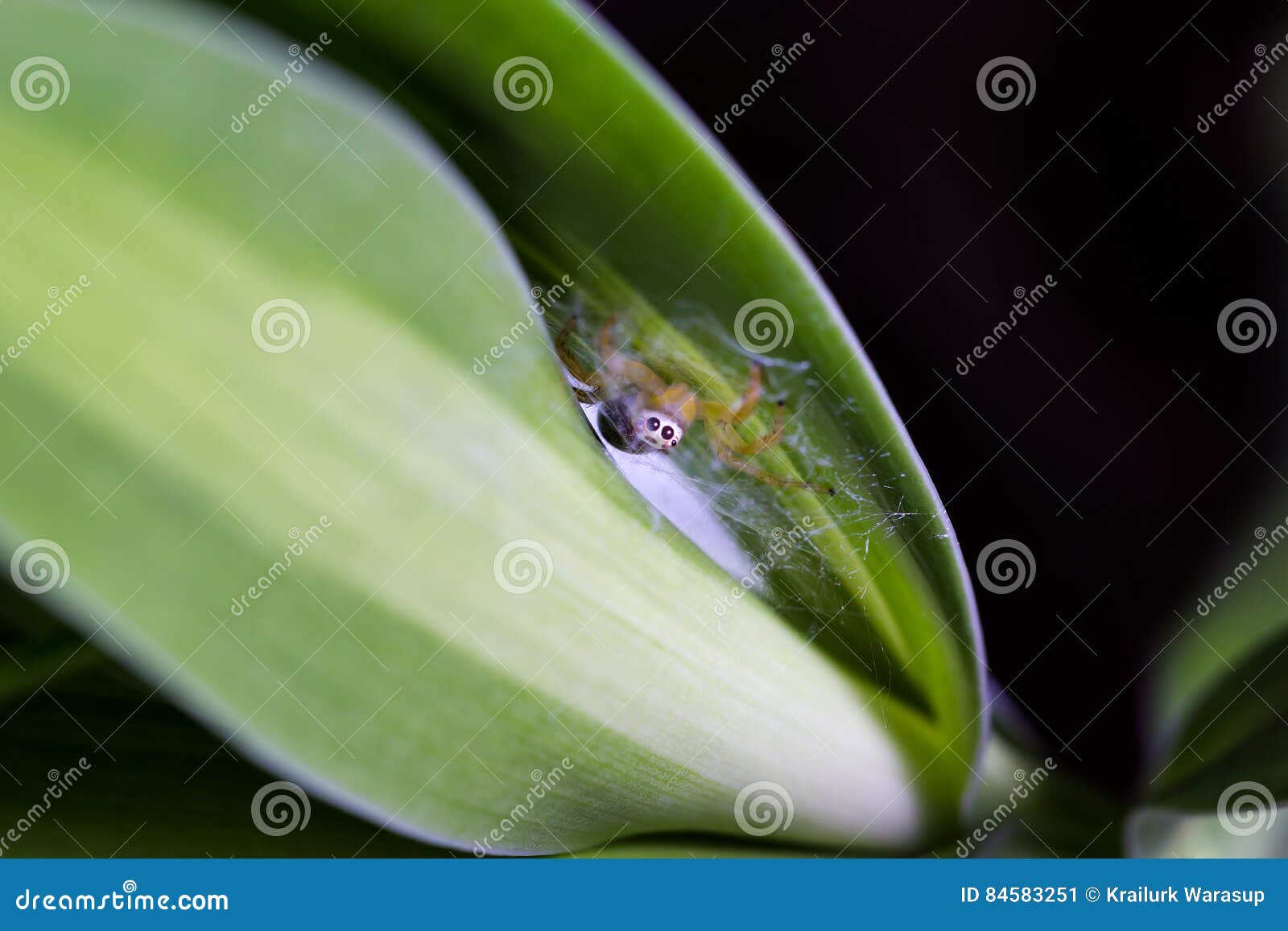 Little spider stock image. Image of green, leaf, nature - 84583251