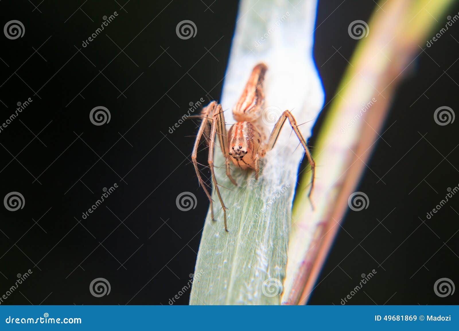 Little spider stock image. Image of wildlife, garden - 49681869