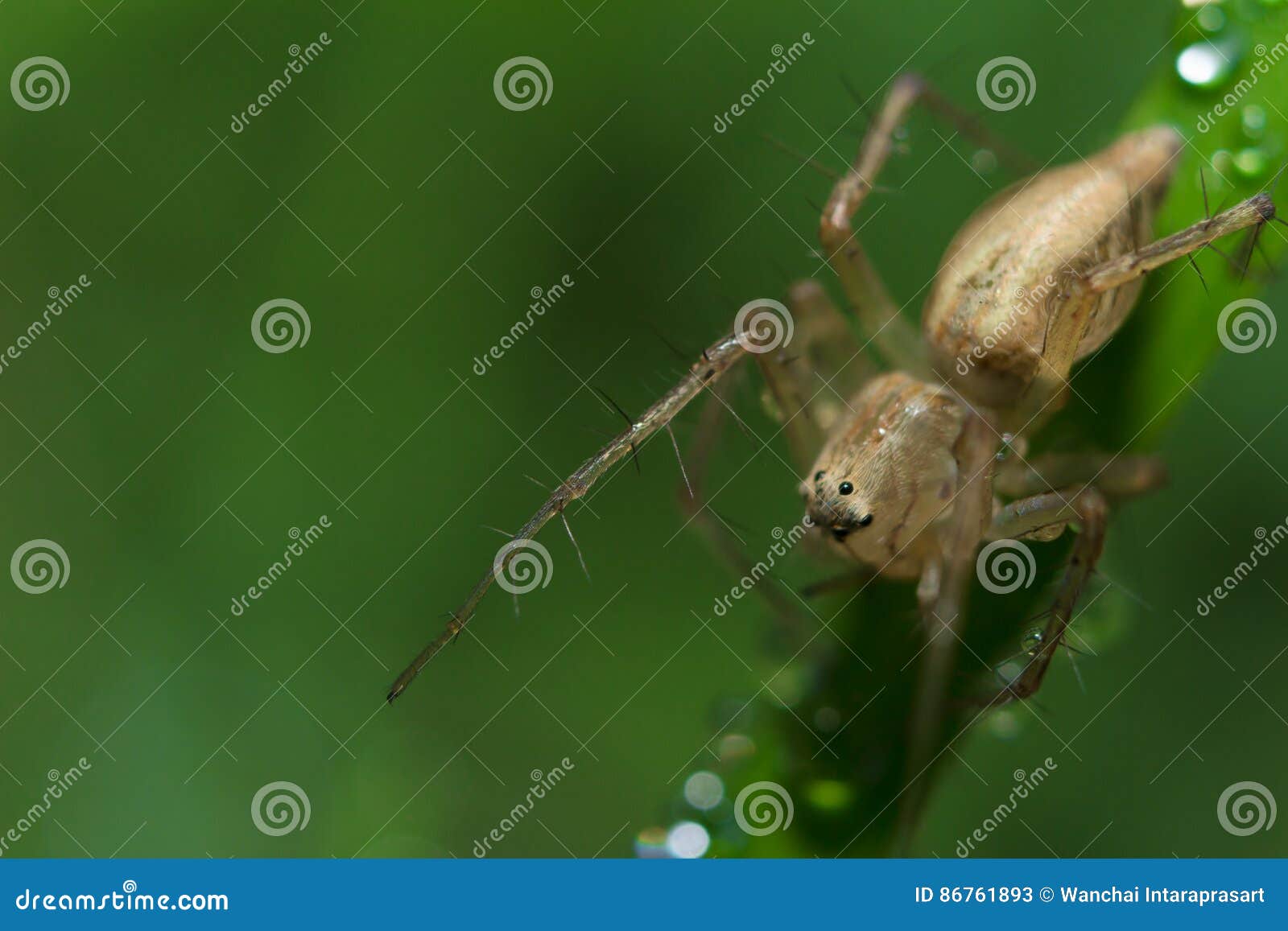 Little spider stock image. Image of leaves, water, macro - 86761893