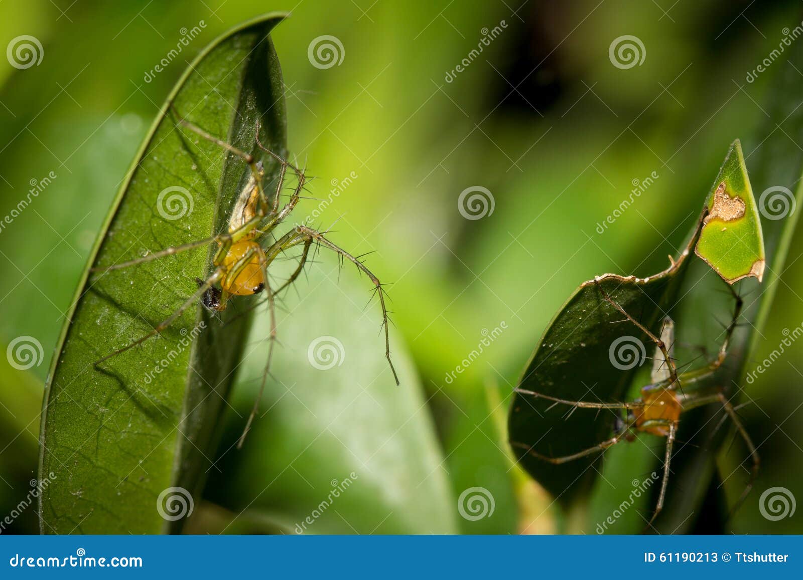The little spider stock image. Image of garden, eyeball - 61190213