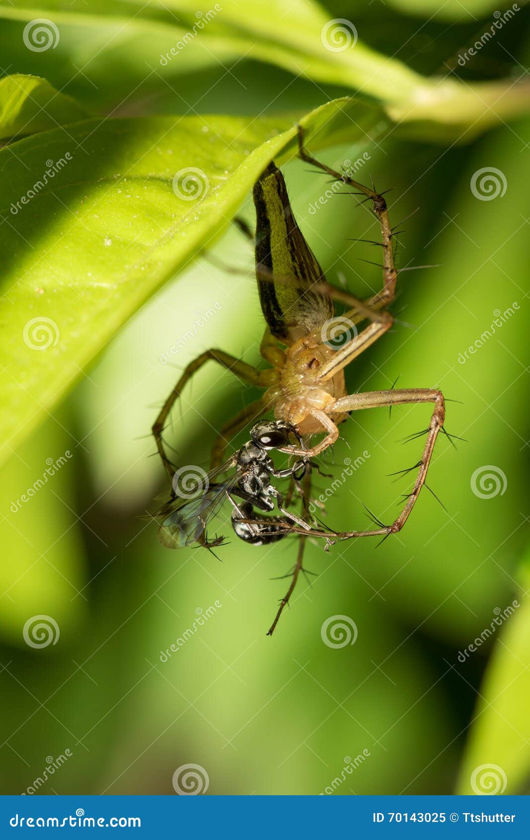 Little spider. stock image. Image of insect, hanging - 70143025