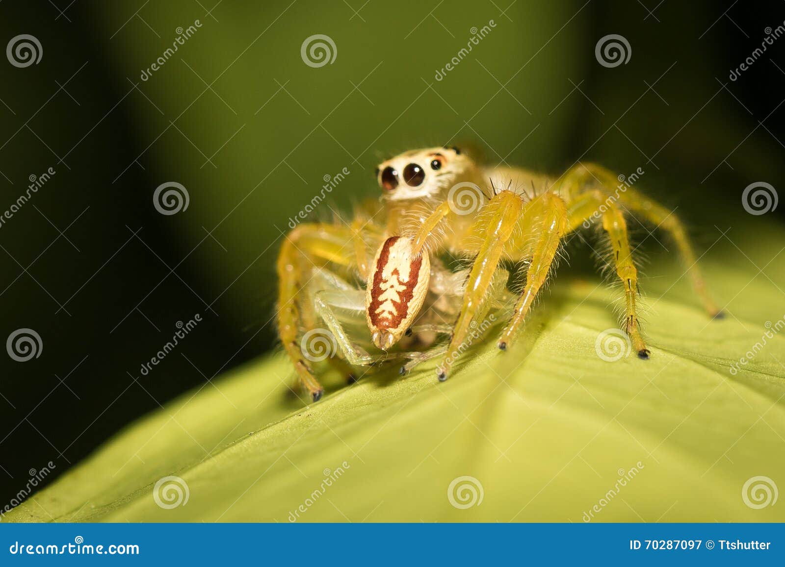 Little spider. stock image. Image of green, biology, habitat - 70287097