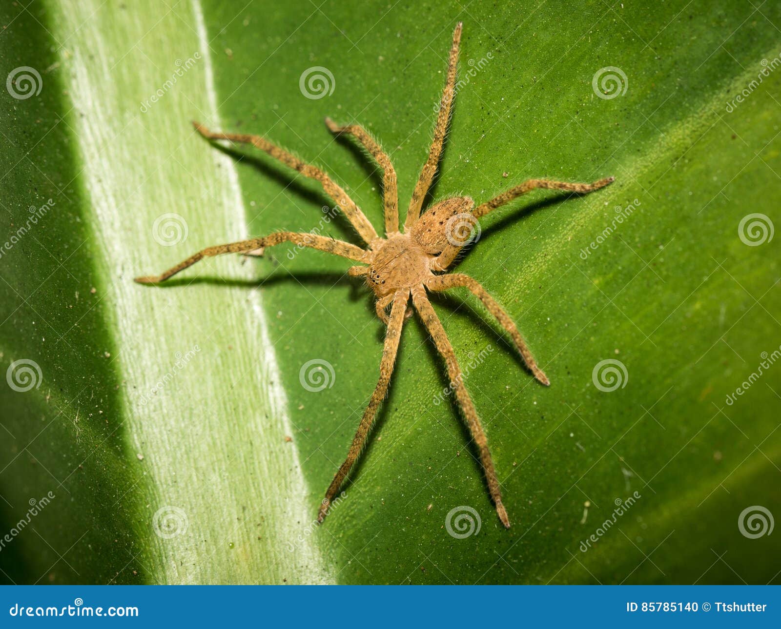 The little spider stock photo. Image of single, black - 85785140