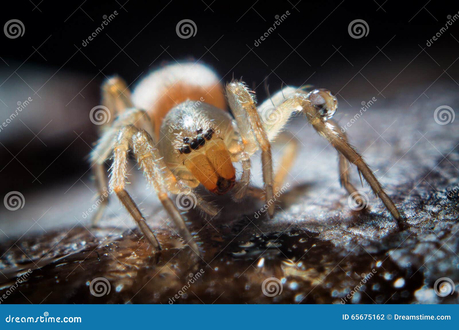 Little spider stock photo. Image of little, legs, leaves - 65675162