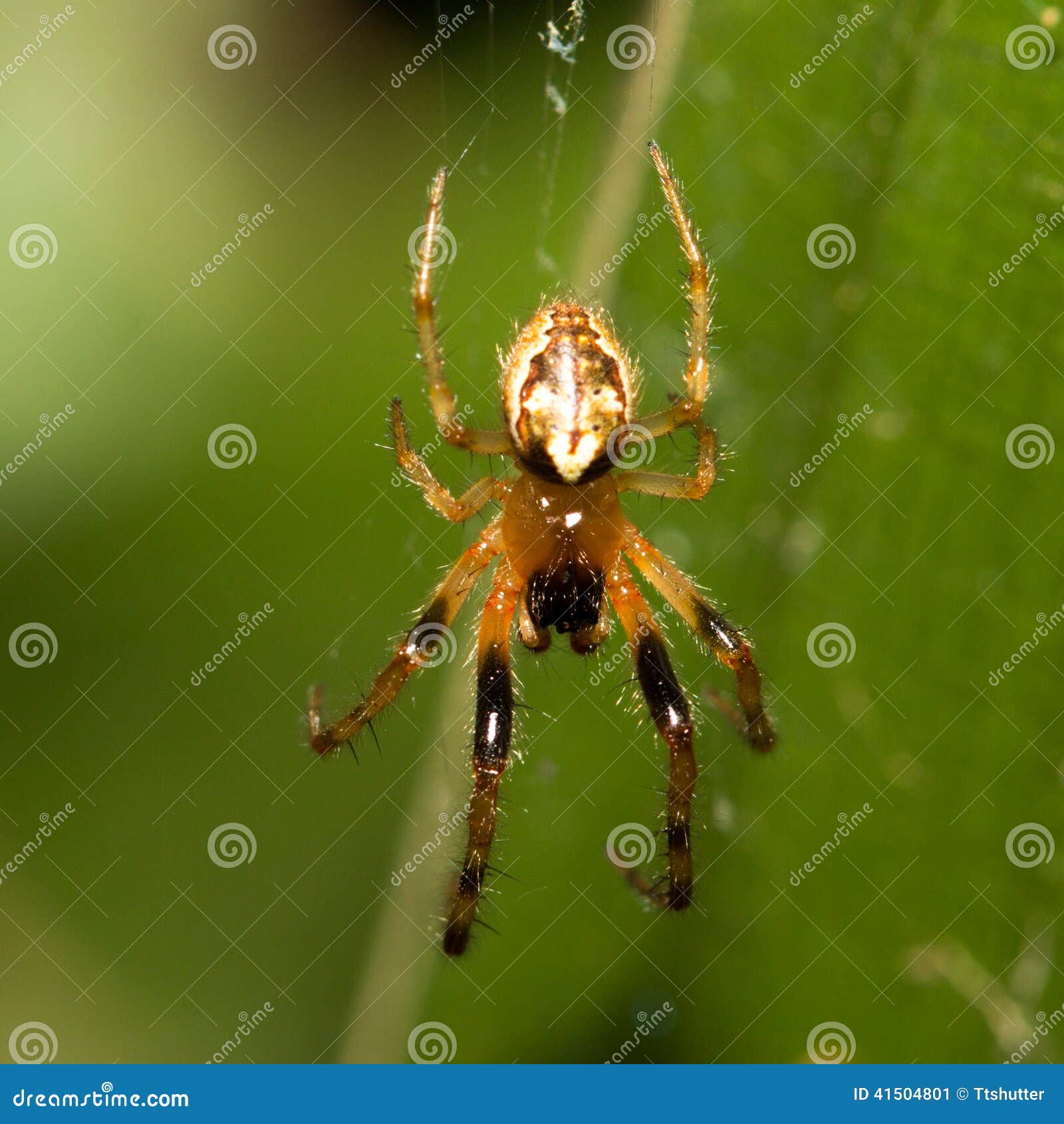 The little spider stock image. Image of spider, life - 41504801