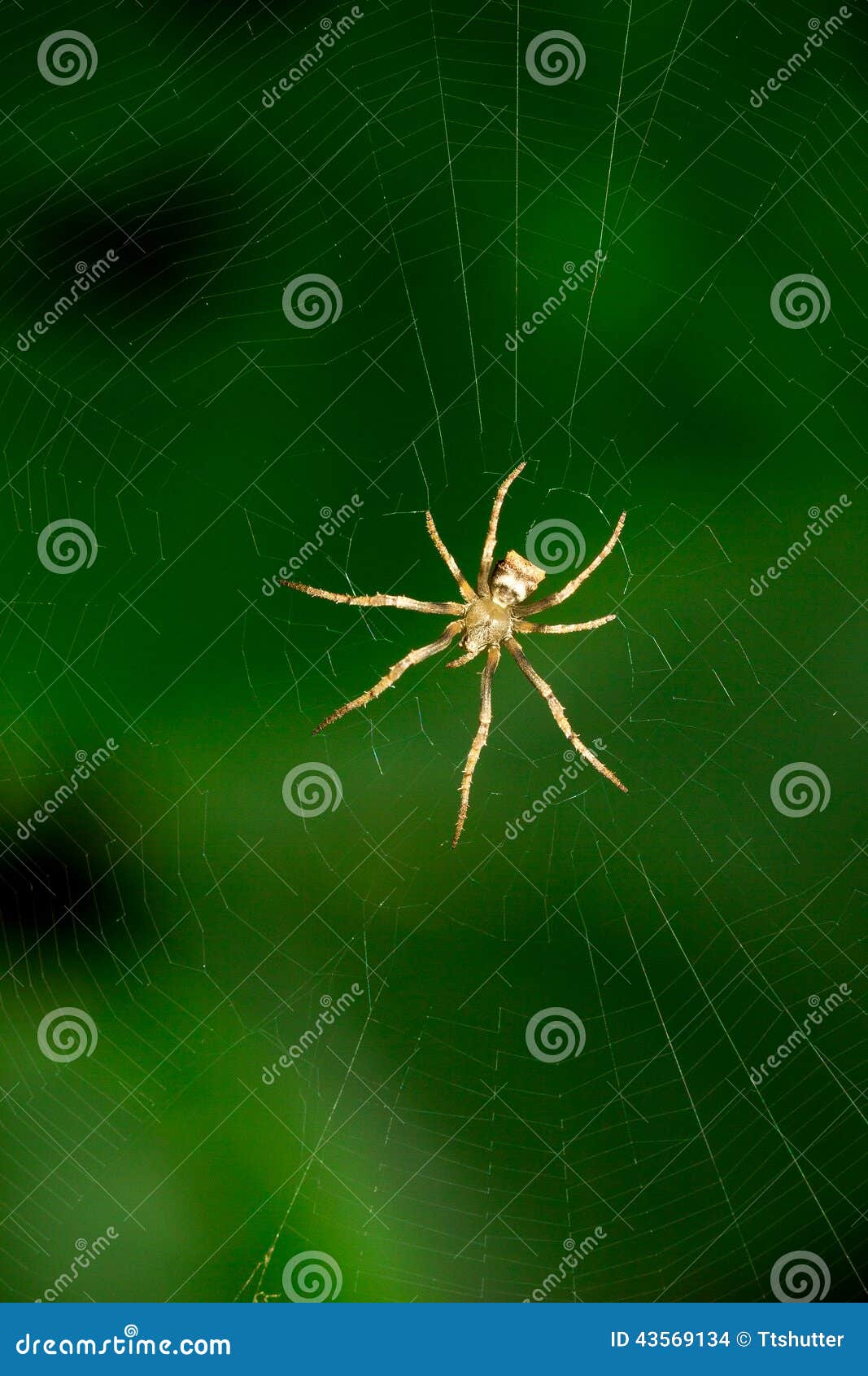 The little spider stock photo. Image of greenery, alone - 43569134