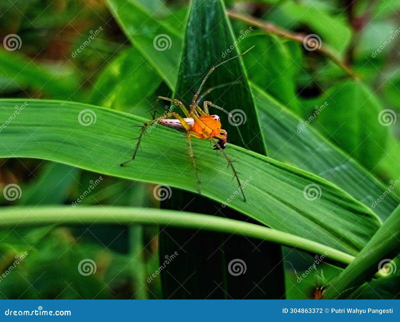 A Little Spider Moving Around the Bamboo Tree Stock Photo - Image of ...