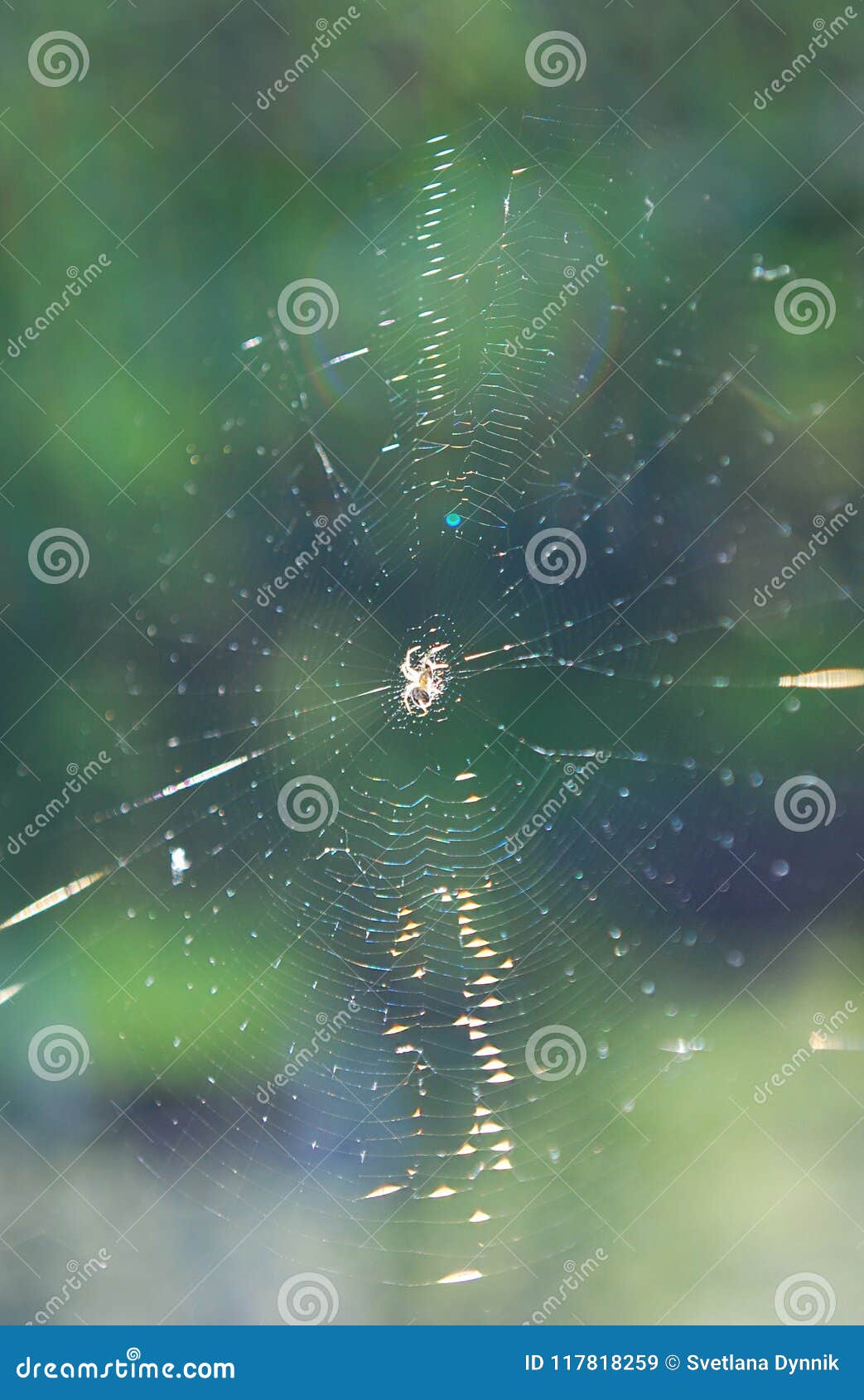 A Little Spider Sits in an Ambush on a Thin Spider Web Stock Image ...