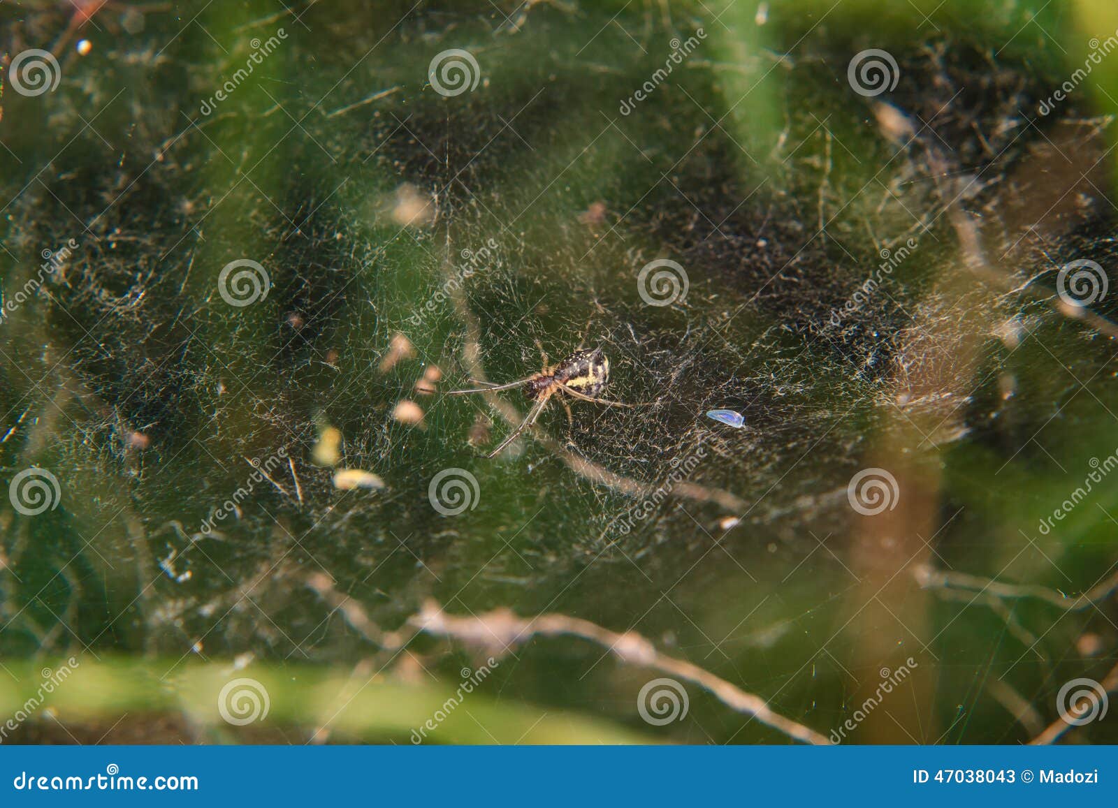 Little Spider on the Spider Web Stock Image - Image of backgrounds ...