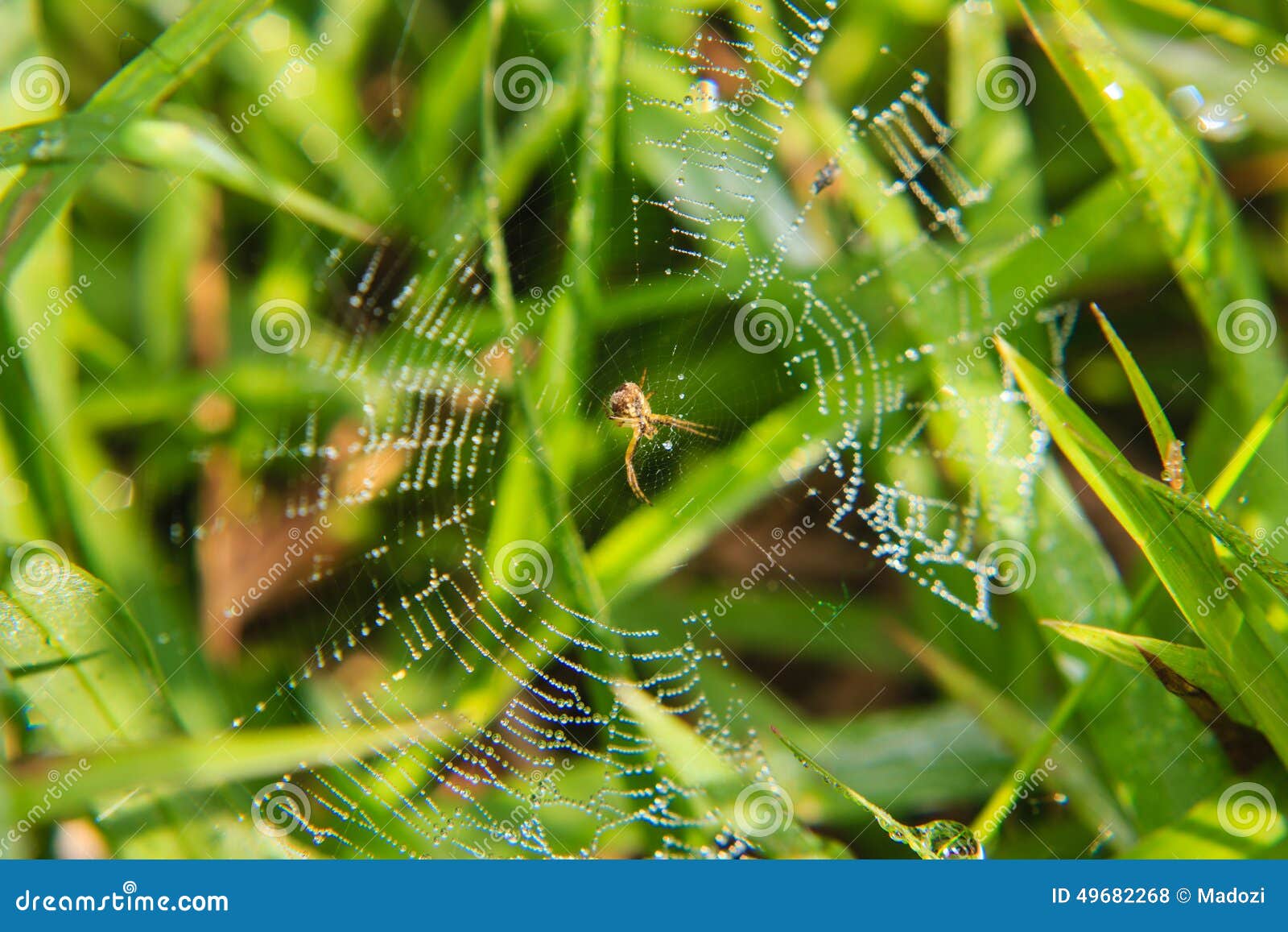 Little spider stock photo. Image of danger, forest, circle - 49682268