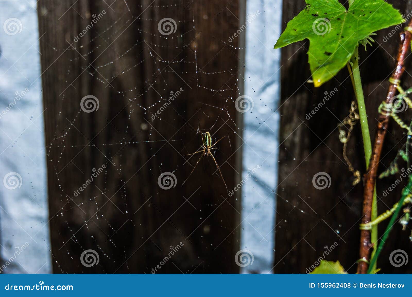 Little Spider on the Web in the Garden Stock Photo - Image of macro ...