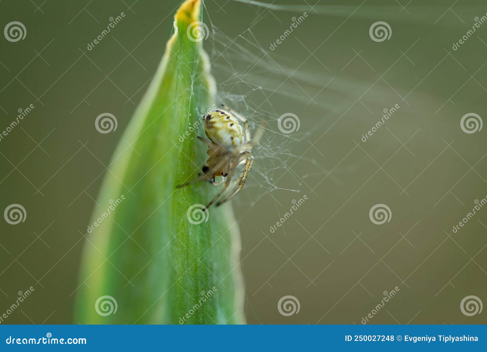 Spider in the web stock photo. Image of beautiful, nature - 250027248