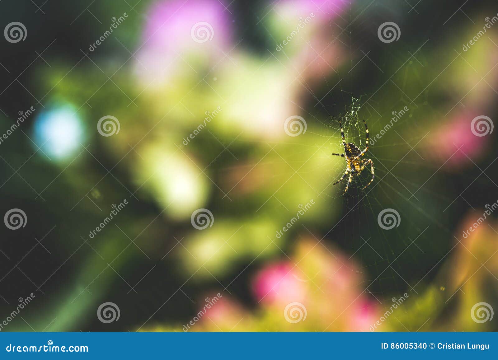 Little spider webbing stock photo. Image of black, summer - 86005340