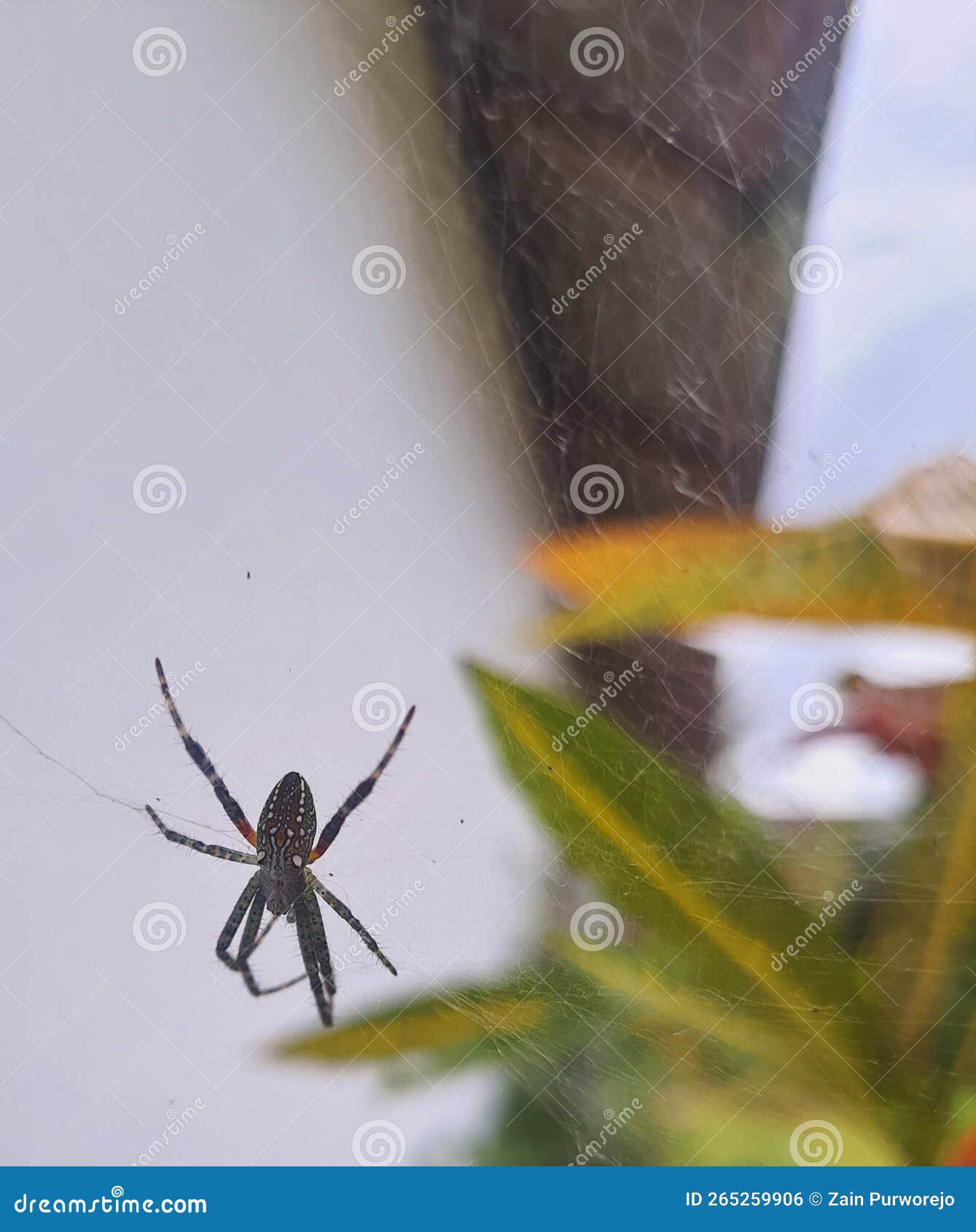 Spiders Web In The Window Royalty-Free Stock Photography ...