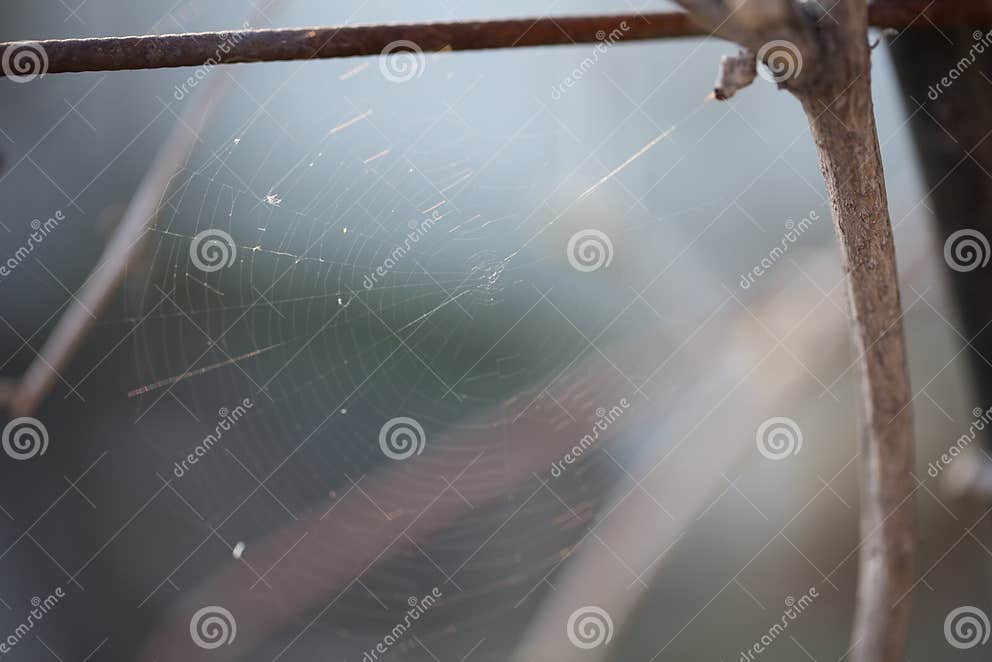 Little spiderweb stock image. Image of dark, dewdrop - 49786331