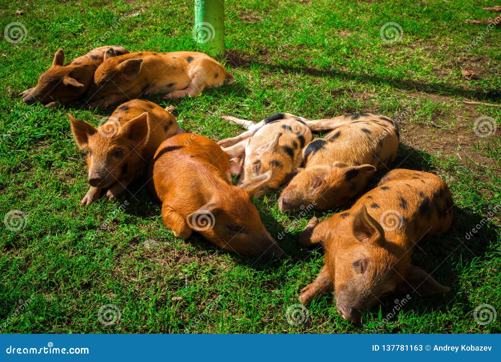 Little Spotted Piglets Lie on the Grass on a Sunny Day Stock Image ...