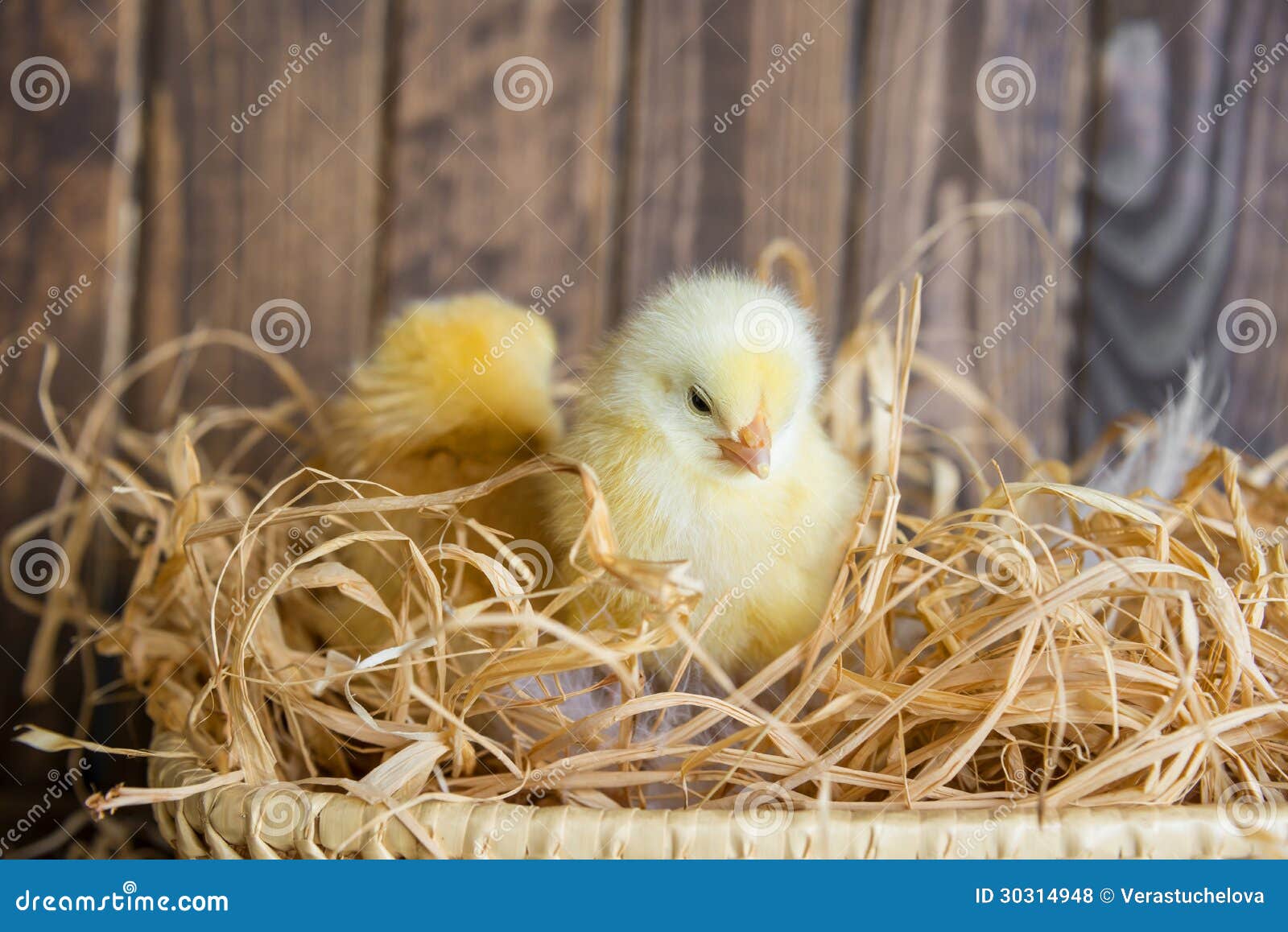 Little chicken in a nest stock photo. Image of rest, orange - 30314948