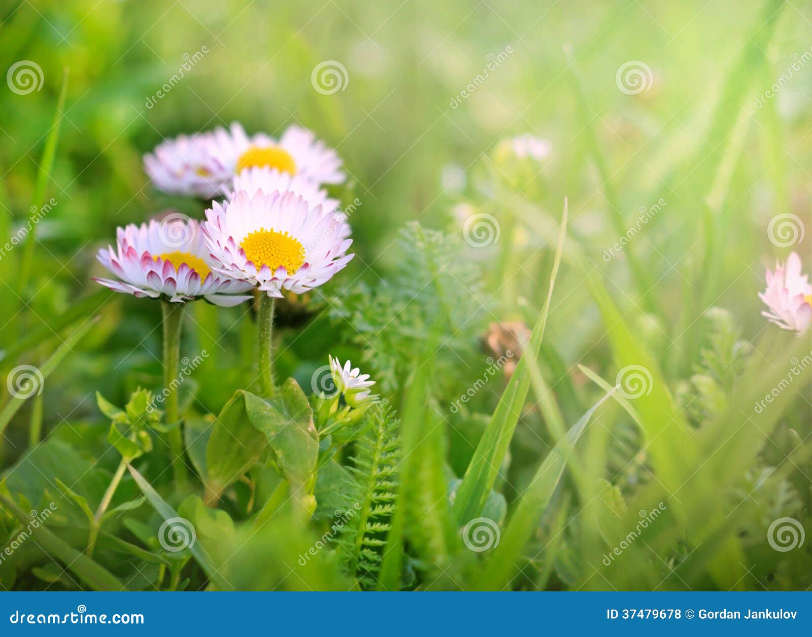 Little spring daisy stock photo. Image of fresh, freshness - 37479678