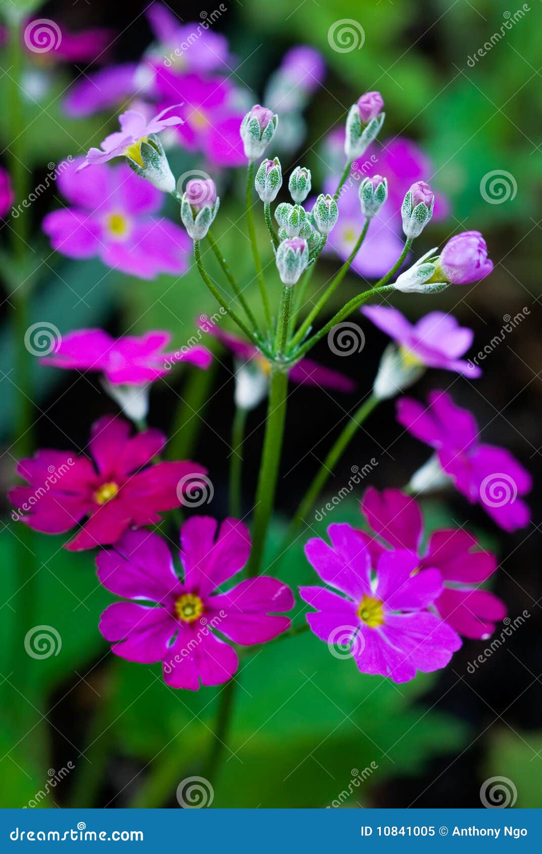 Little Spring Flowers Close-up Stock Image - Image of lush, botany ...