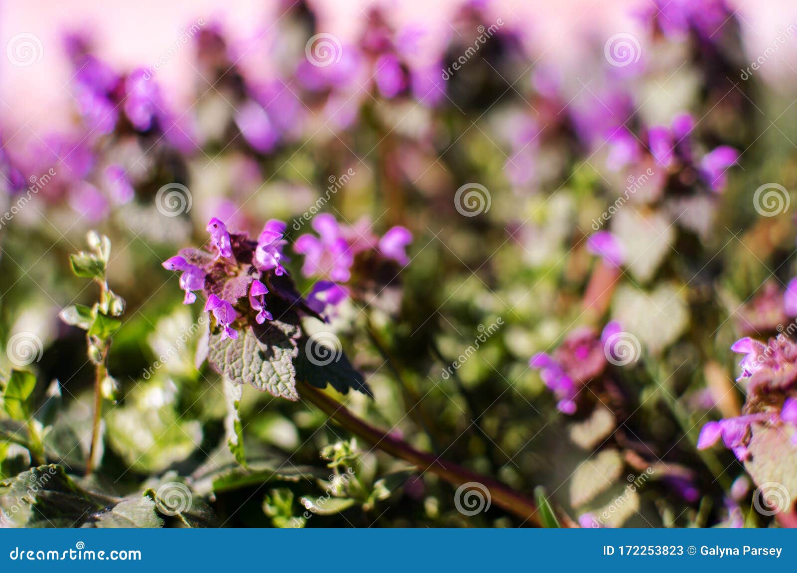 Little Spring Flowers Outdoors for Background Stock Image - Image of ...