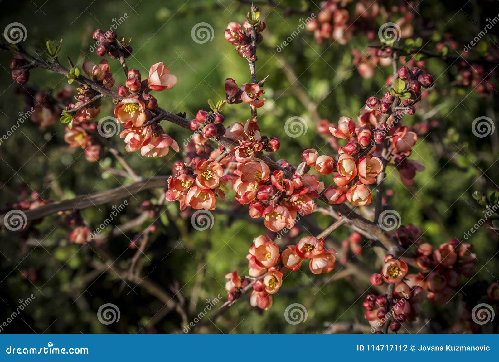 Little Spring Flowers stock photo. Image of beauty, bloom - 114717112