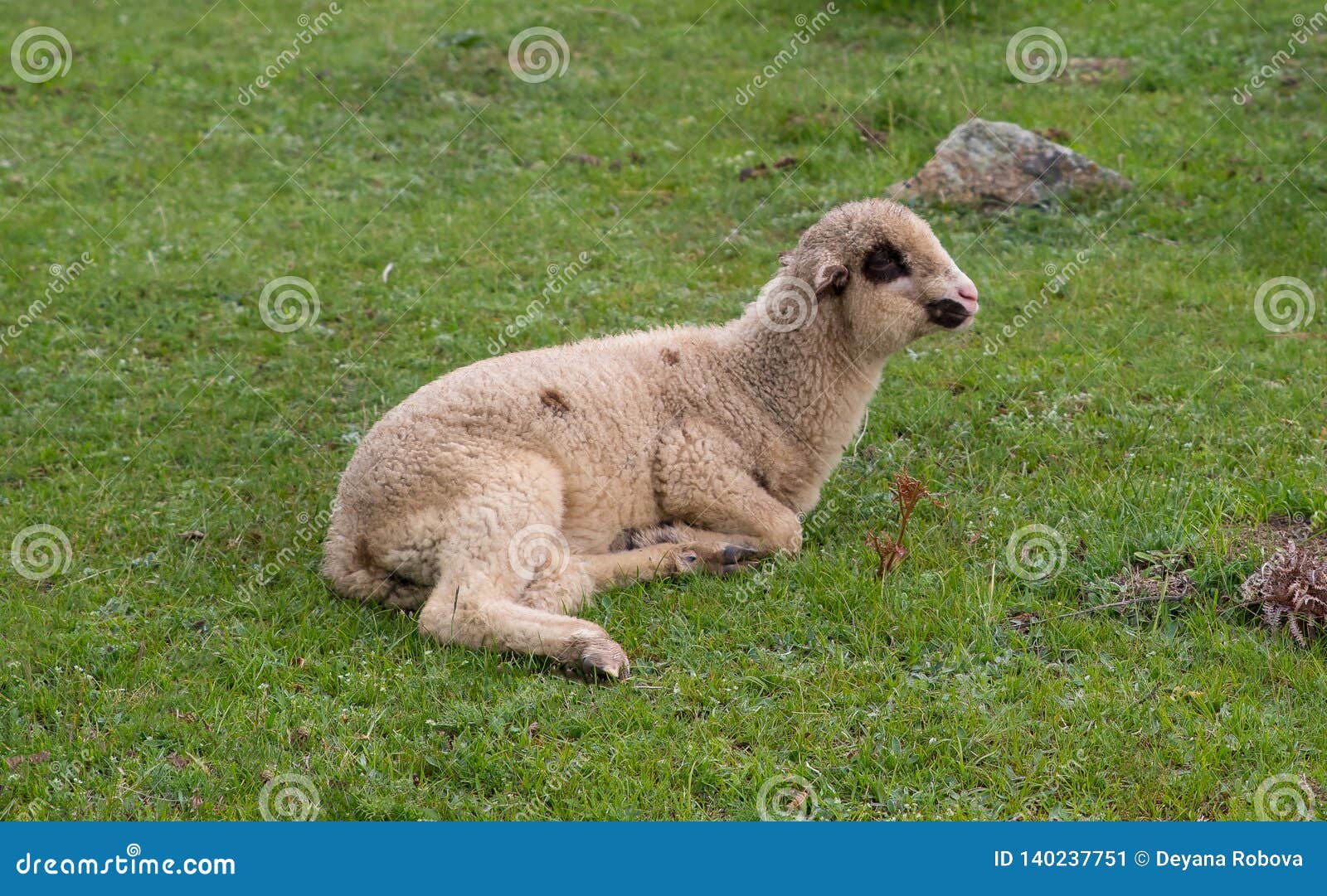 Little Spring Lamb stock image. Image of pasture, mammal - 140237751