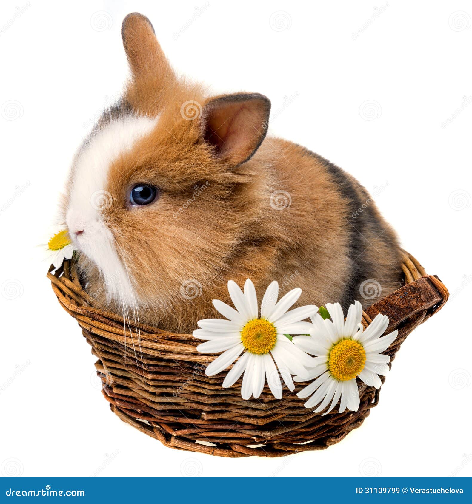 Little Spring Rabbit in a Basket Stock Image - Image of easter, cute ...