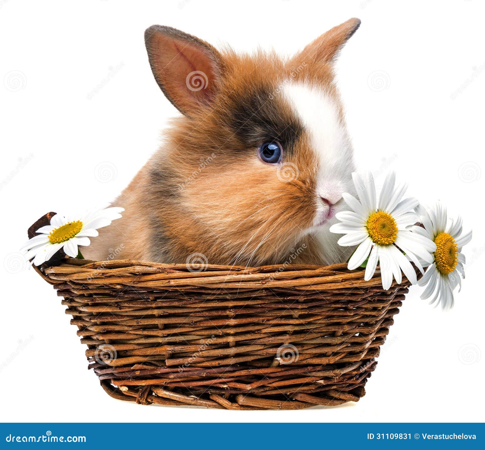 Little spring rabbit stock image. Image of season, lying - 31109831