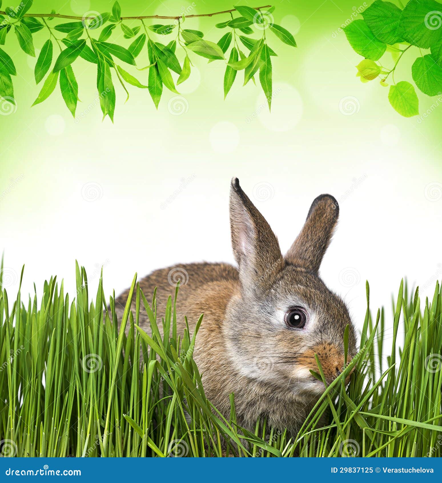 Spring Rabbit In A Green Field Easter Symbol Beautiful April Background ...