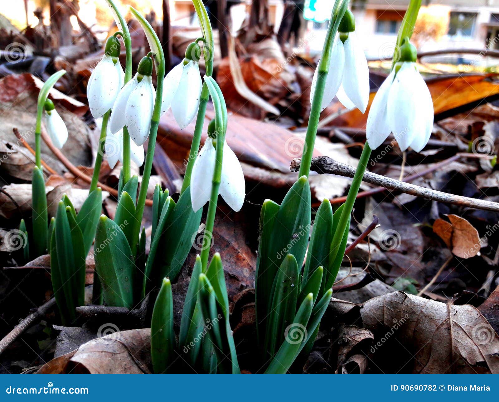 Little spring stock photo. Image of little, rebirth, life - 90690782