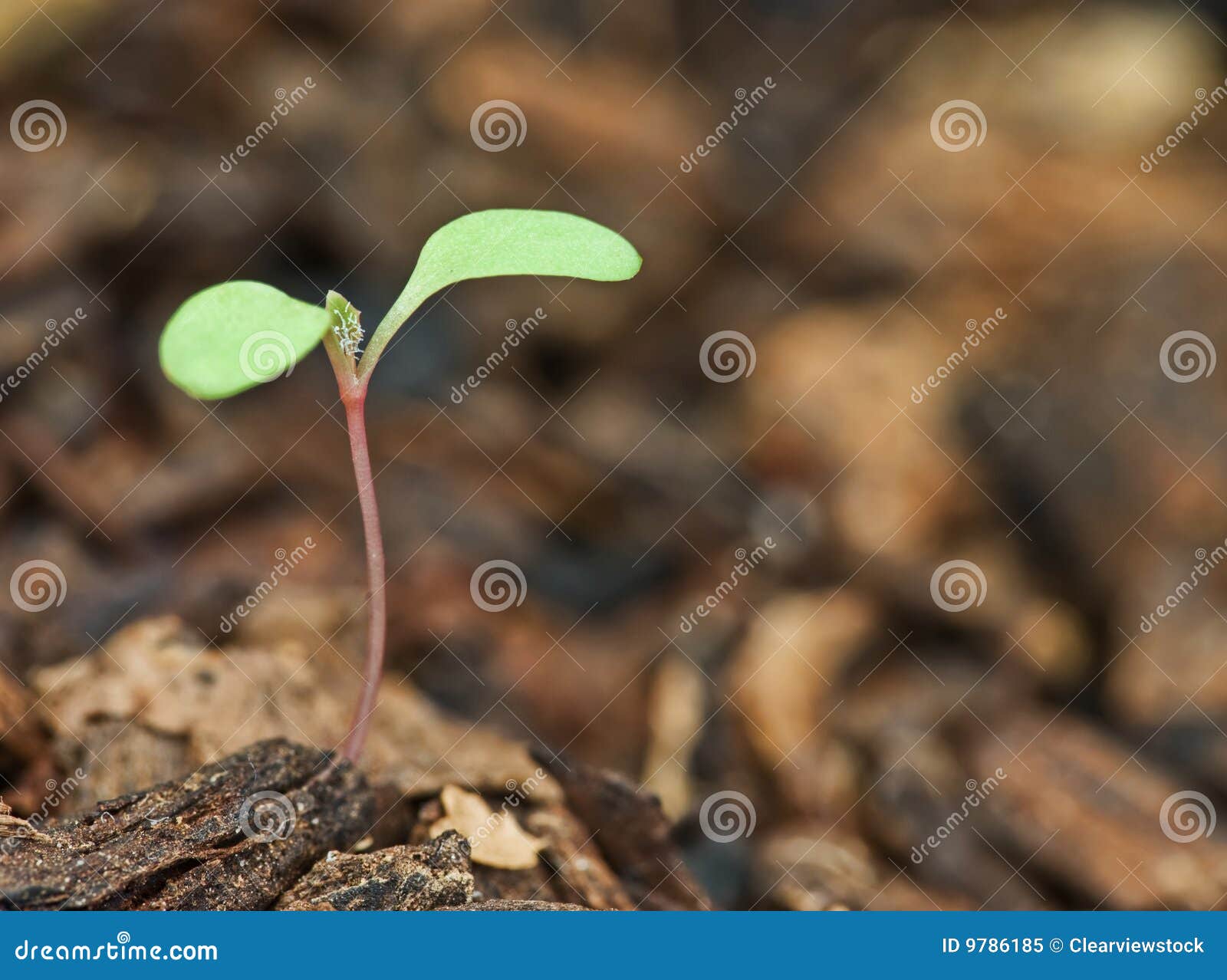 Little Sprout Bud in Garden Stock Image - Image of environment, close ...