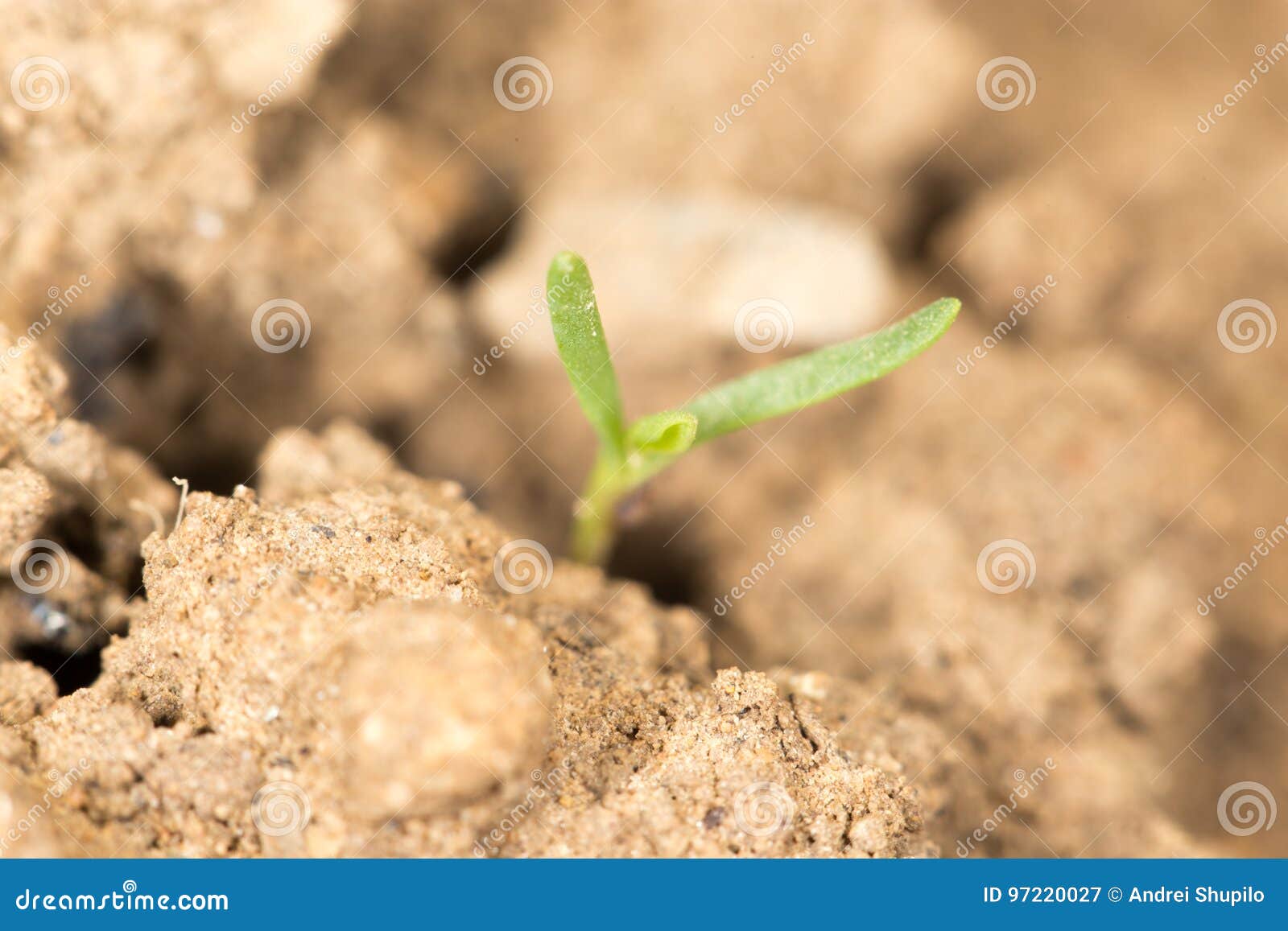 Little Sprout in the Ground in Nature Stock Image - Image of ecology ...
