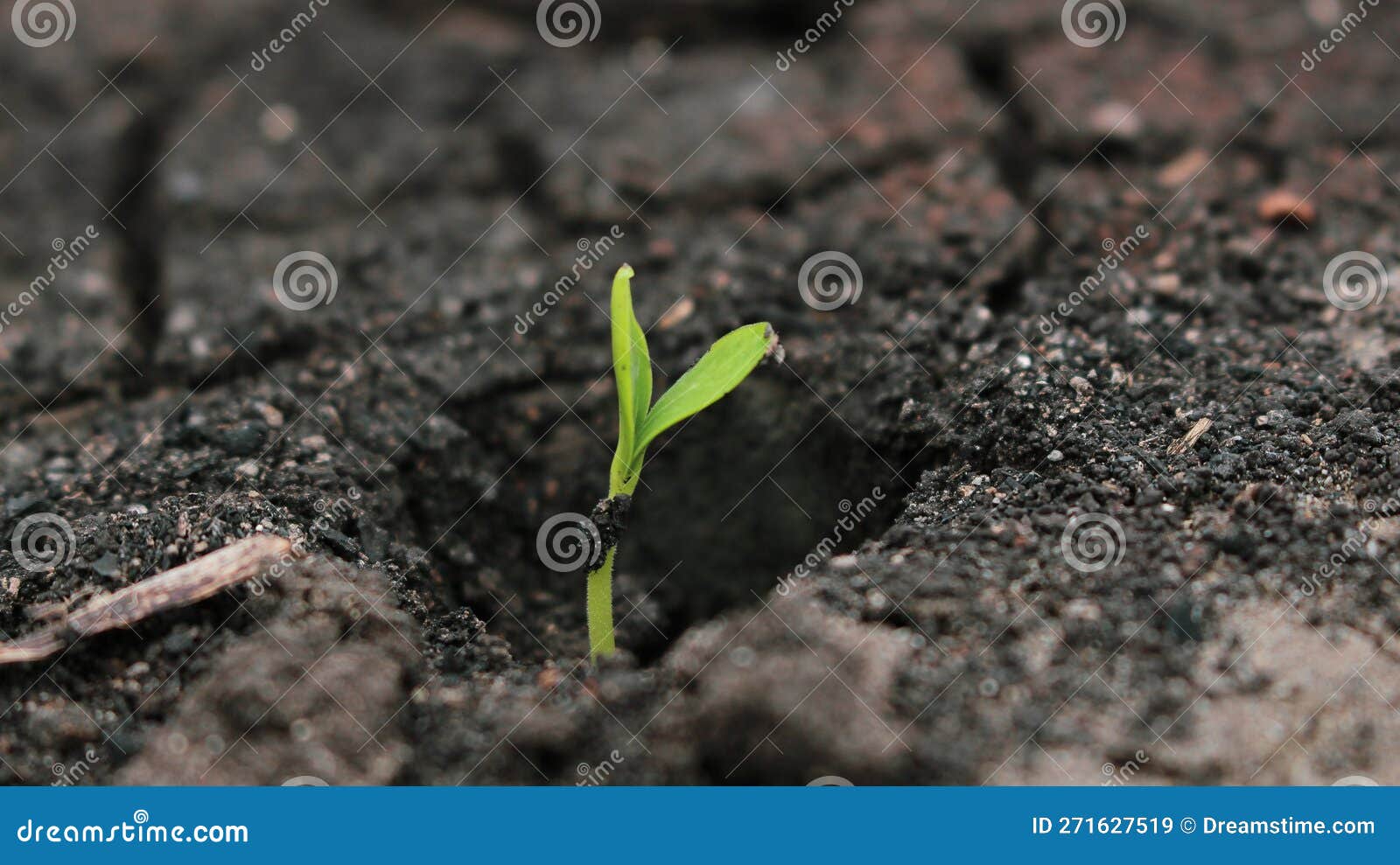 A Little Sprout Grow in the Soil Stock Image - Image of nature, leaf ...